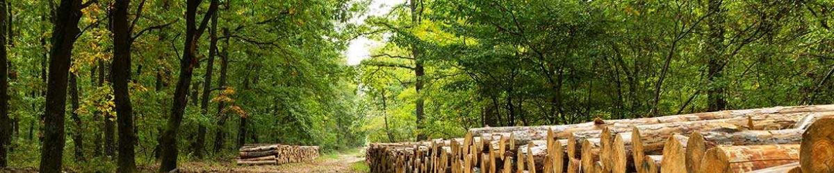 Implementing Canada’s FSC® Controlled Wood Risk Assessment