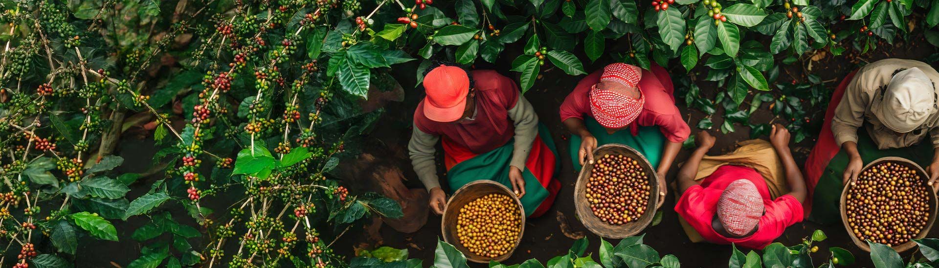 Responsible Coffee | SCS Global Services