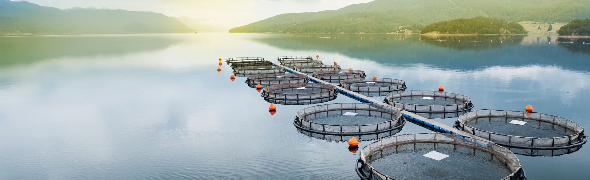 Sustainable Fisheries and Seafood | SCS Global Services