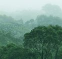 SFI Chain of Custody Certification | SCS