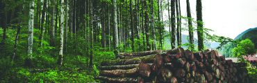 FSC® Forest Certification | SCS Global Services